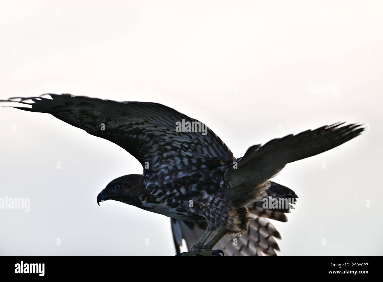 Red-tailed Hawk perched on a pole Stock Photo - Alamy
