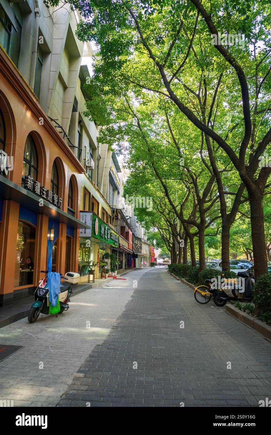 shanghai, China - December 8, 2024 Pedestrian alley with large trees ...