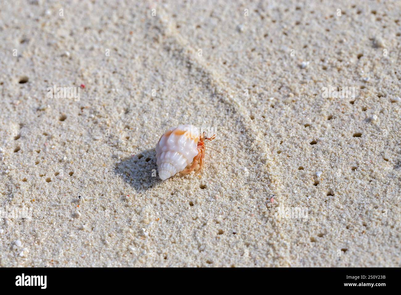 A tiny hermit crab with a white shell crawls across soft, textured sand ...
