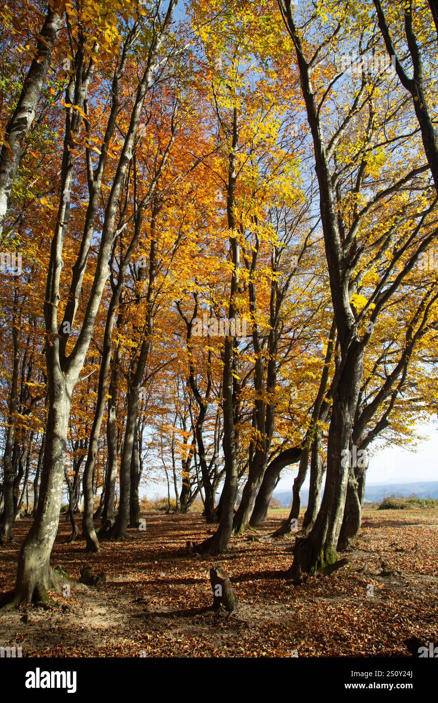 Tall trees reach toward sky hi-res stock photography and images - Alamy