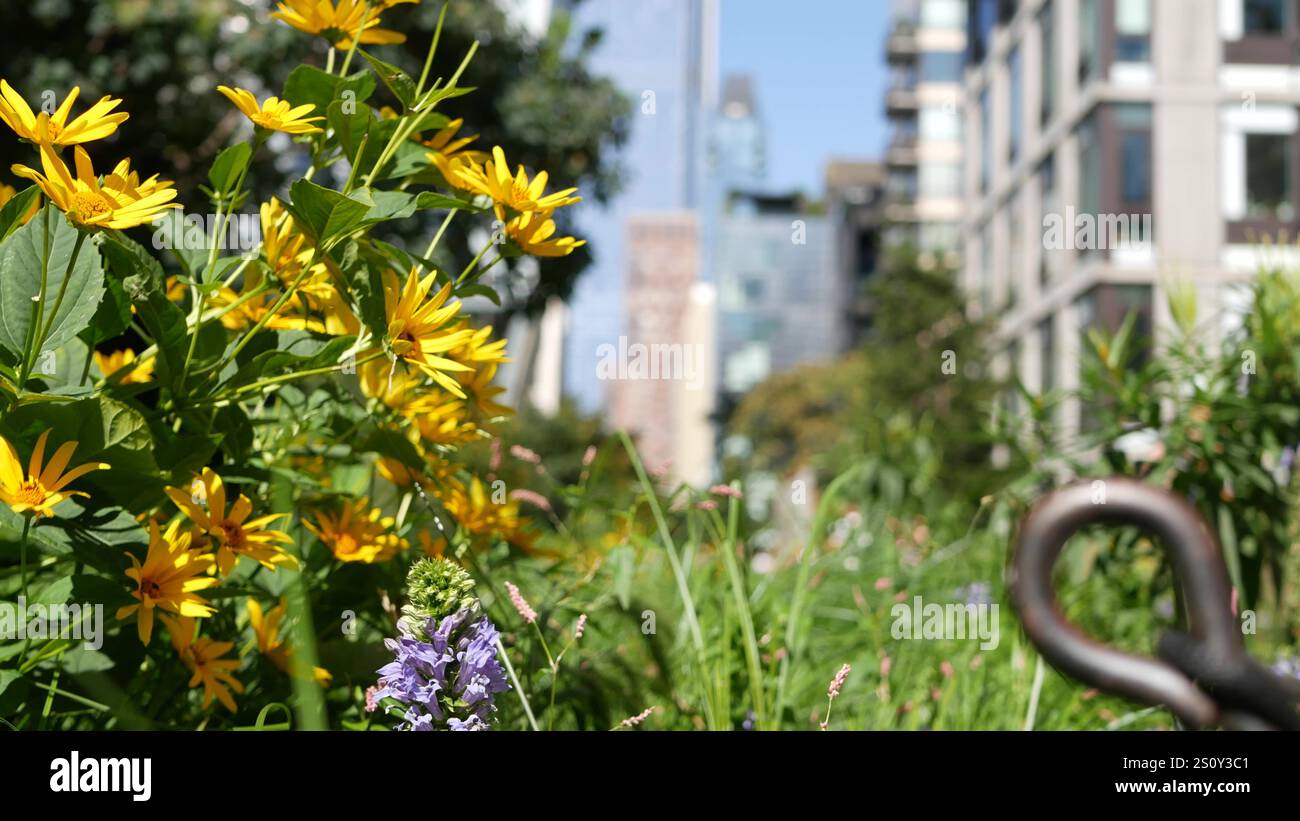 New York City High Line elevated greenway, Manhattan Midtown, USA ...