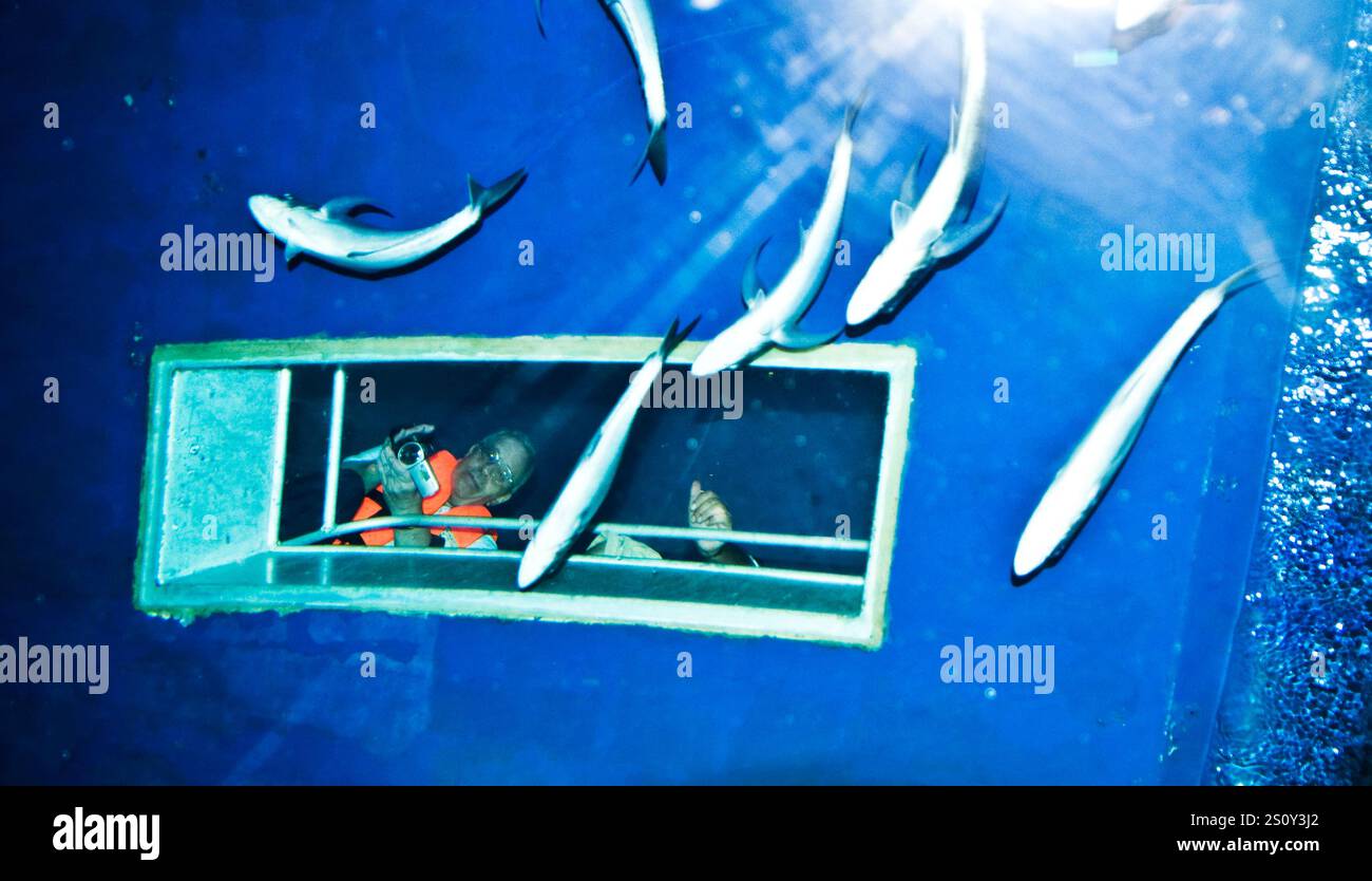 Filming fish at the Aquarium at the Siam Paragon mall in Bangkok ...