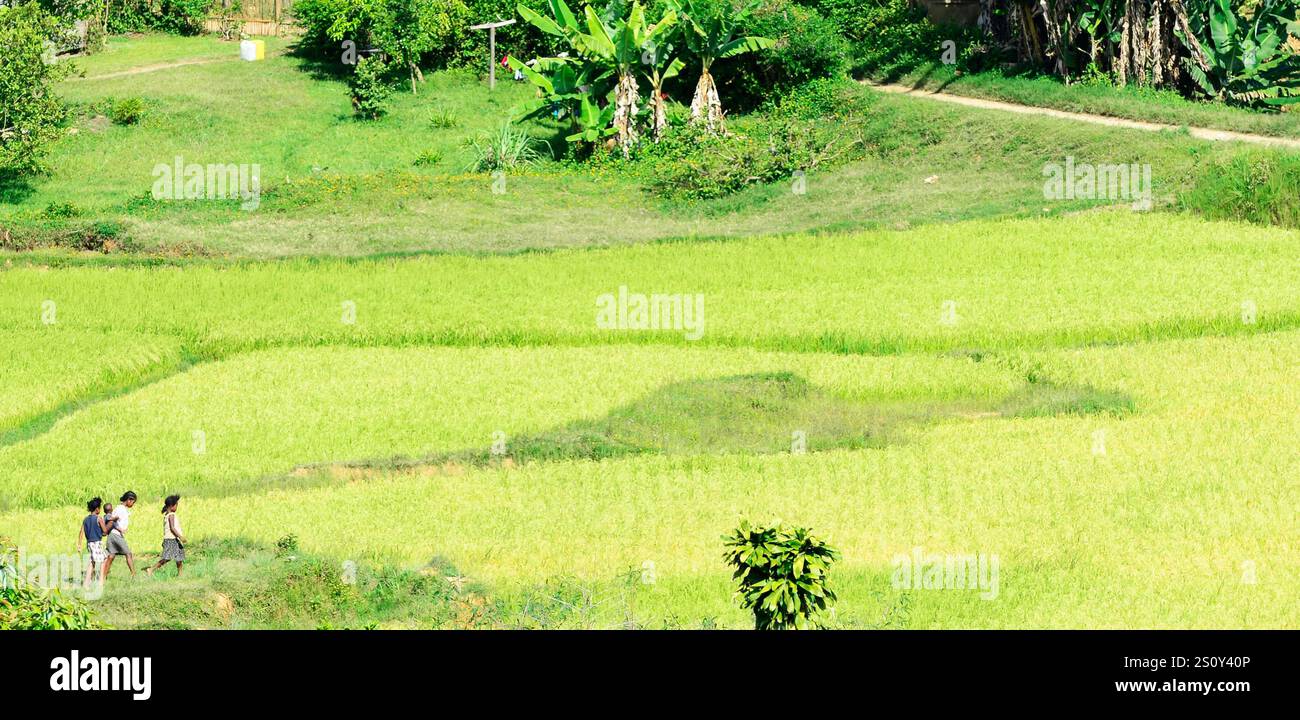 Paddy fields cultivation in Central East Madagascar Stock Photo - Alamy