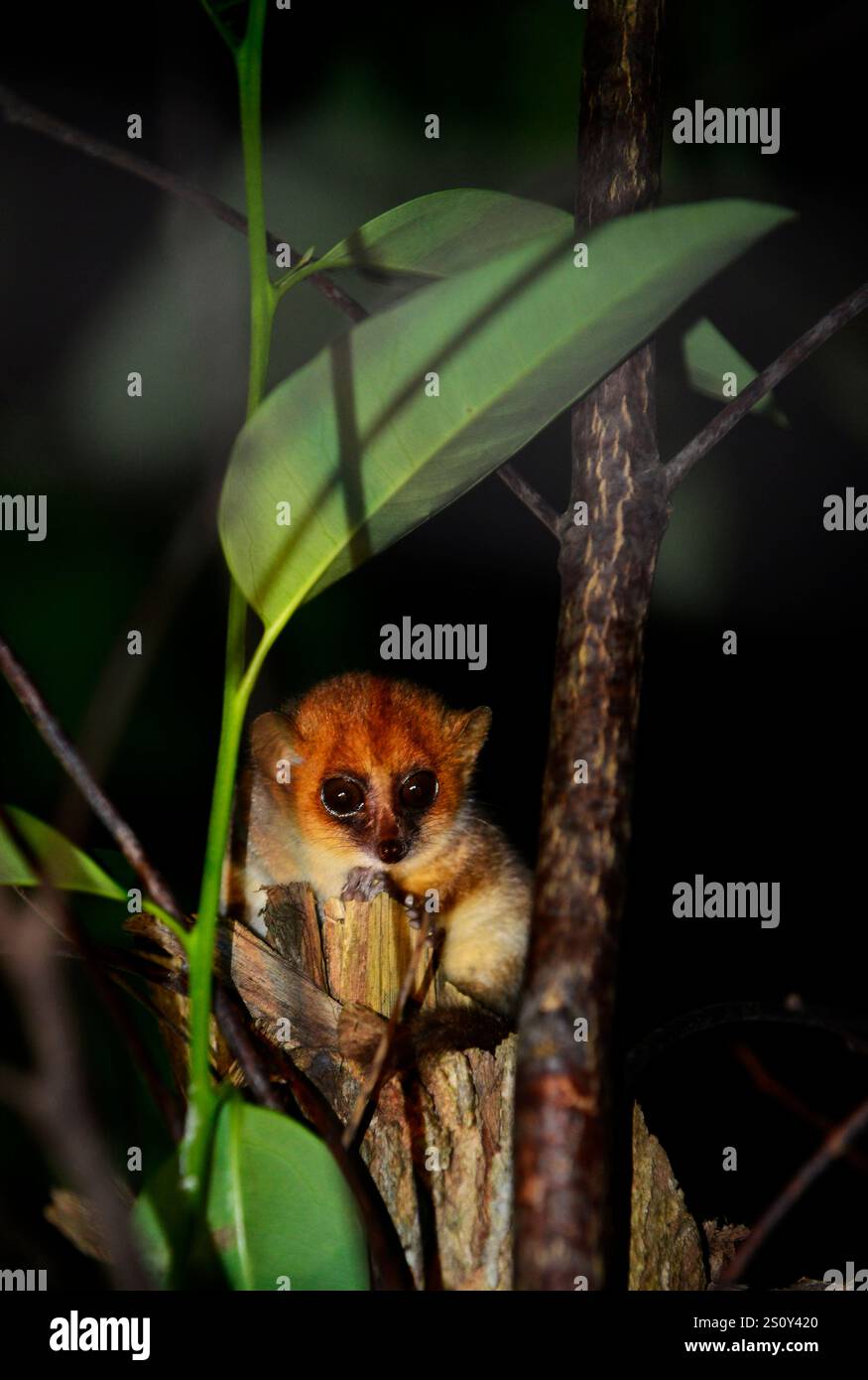 A nocturnal Mouse Lemur in Adasibe forest in Madagascar Stock Photo - Alamy