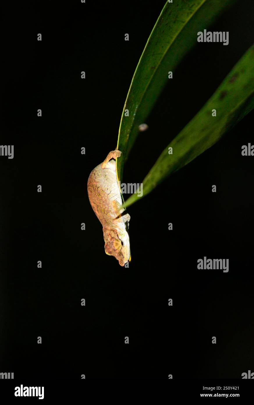 Henkels leaf tailed gecko hi-res stock photography and images - Alamy