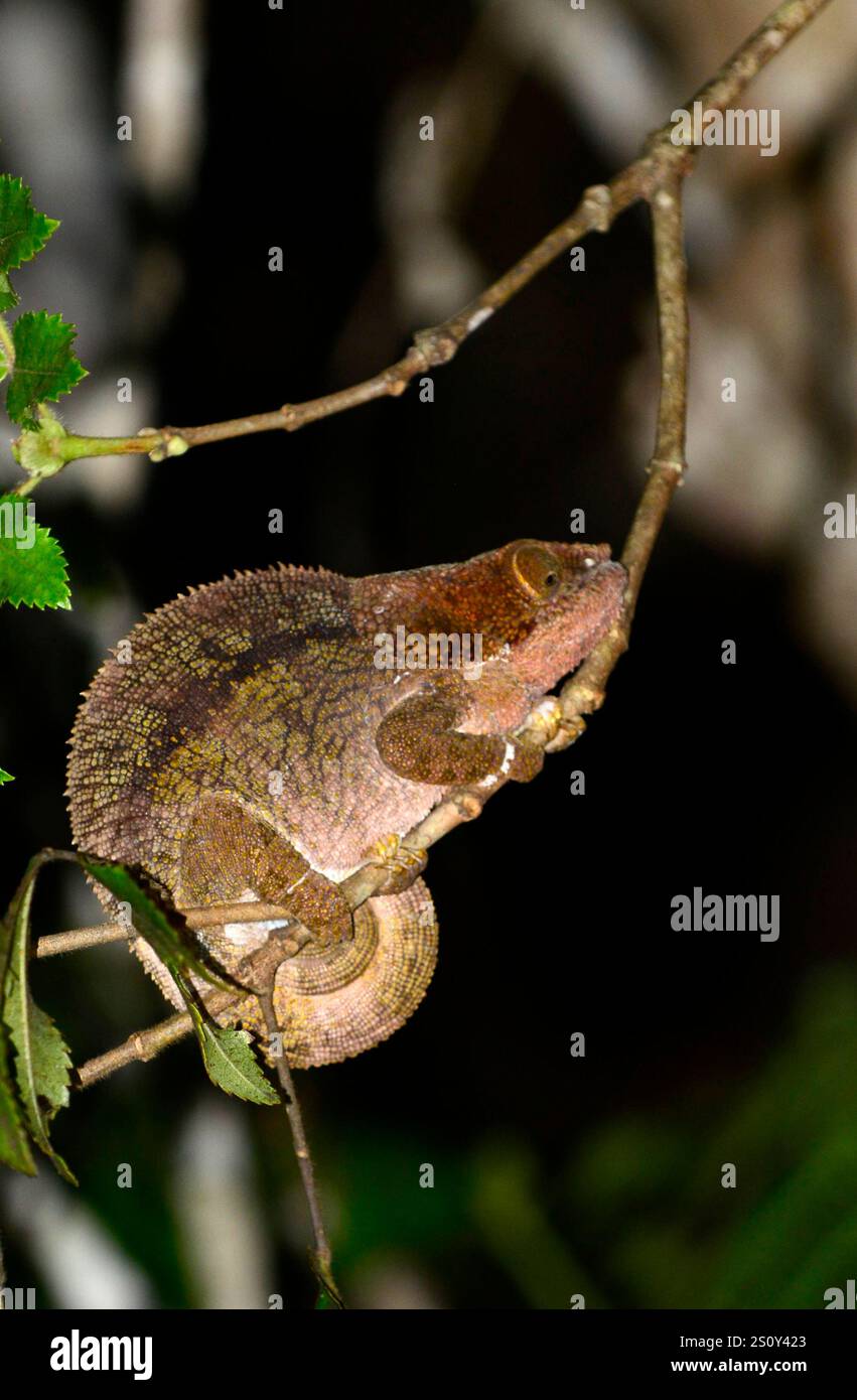 A closeup of a Calumma brevicorne / Short-horned chameleon taken at ...