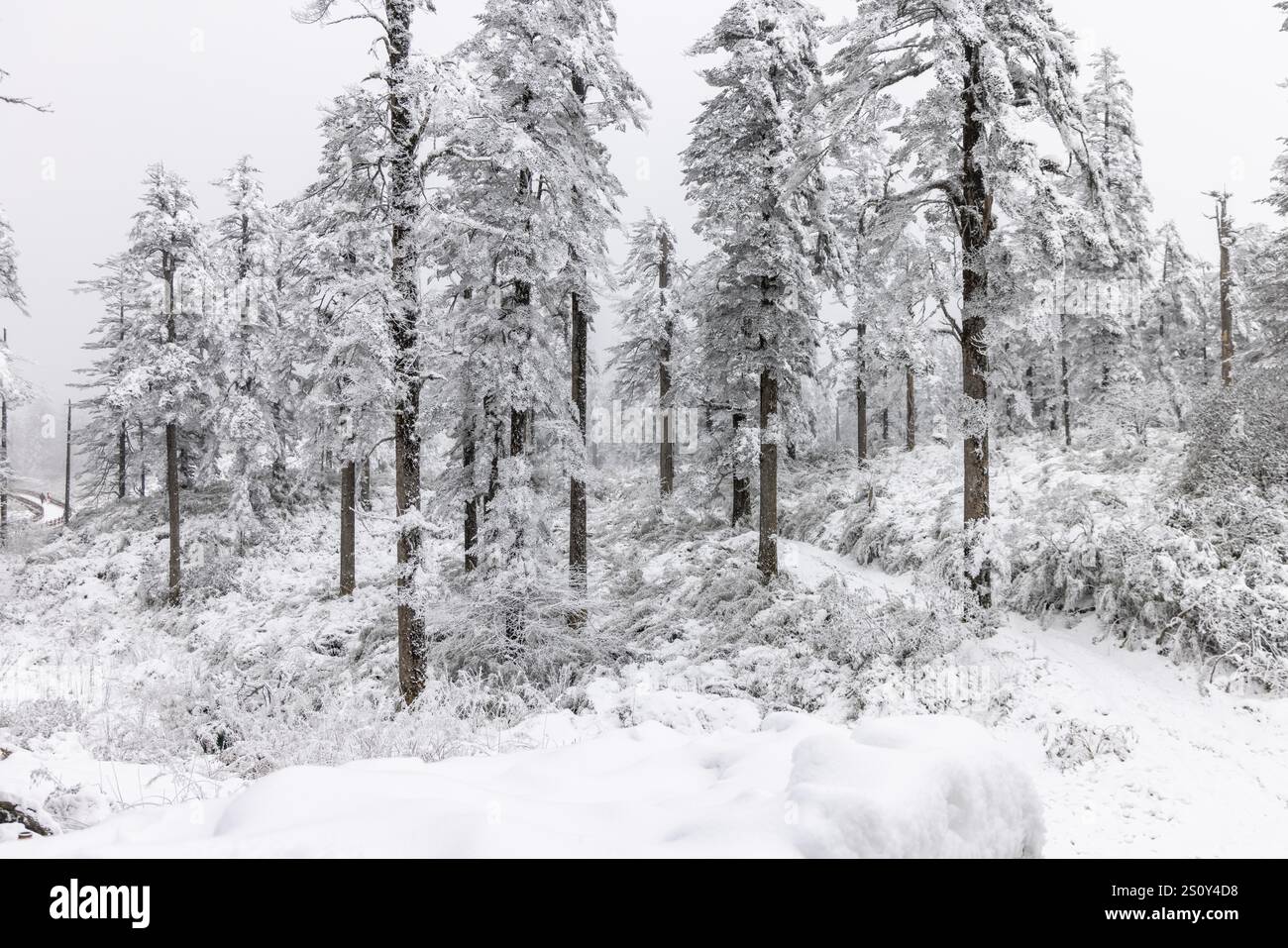 Tourists admire snow scenery at a forest park in Meishan City ...