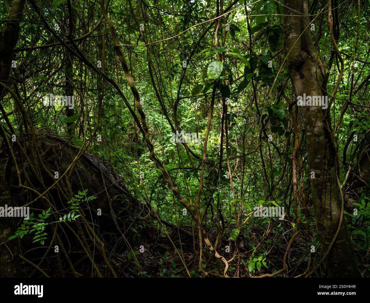 Rainforest in the Tayrona National Park (Parque Nacional Natural ...
