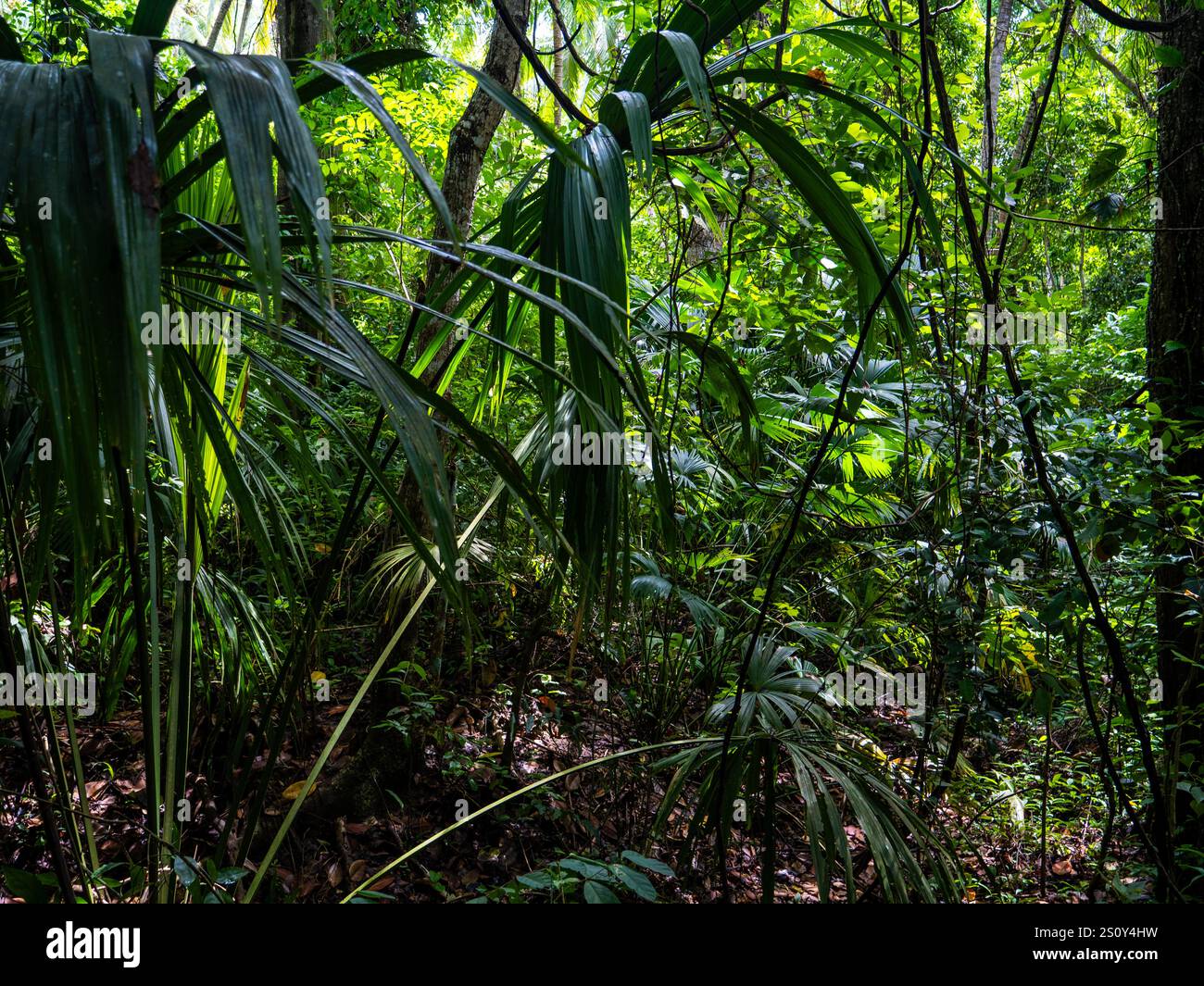 Rainforest in the Tayrona National Park (Parque Nacional Natural ...