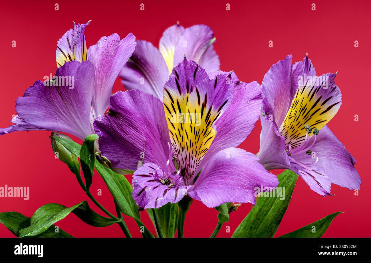 Vibrant purple alstroemeria Navarro flowers with yellow and black ...