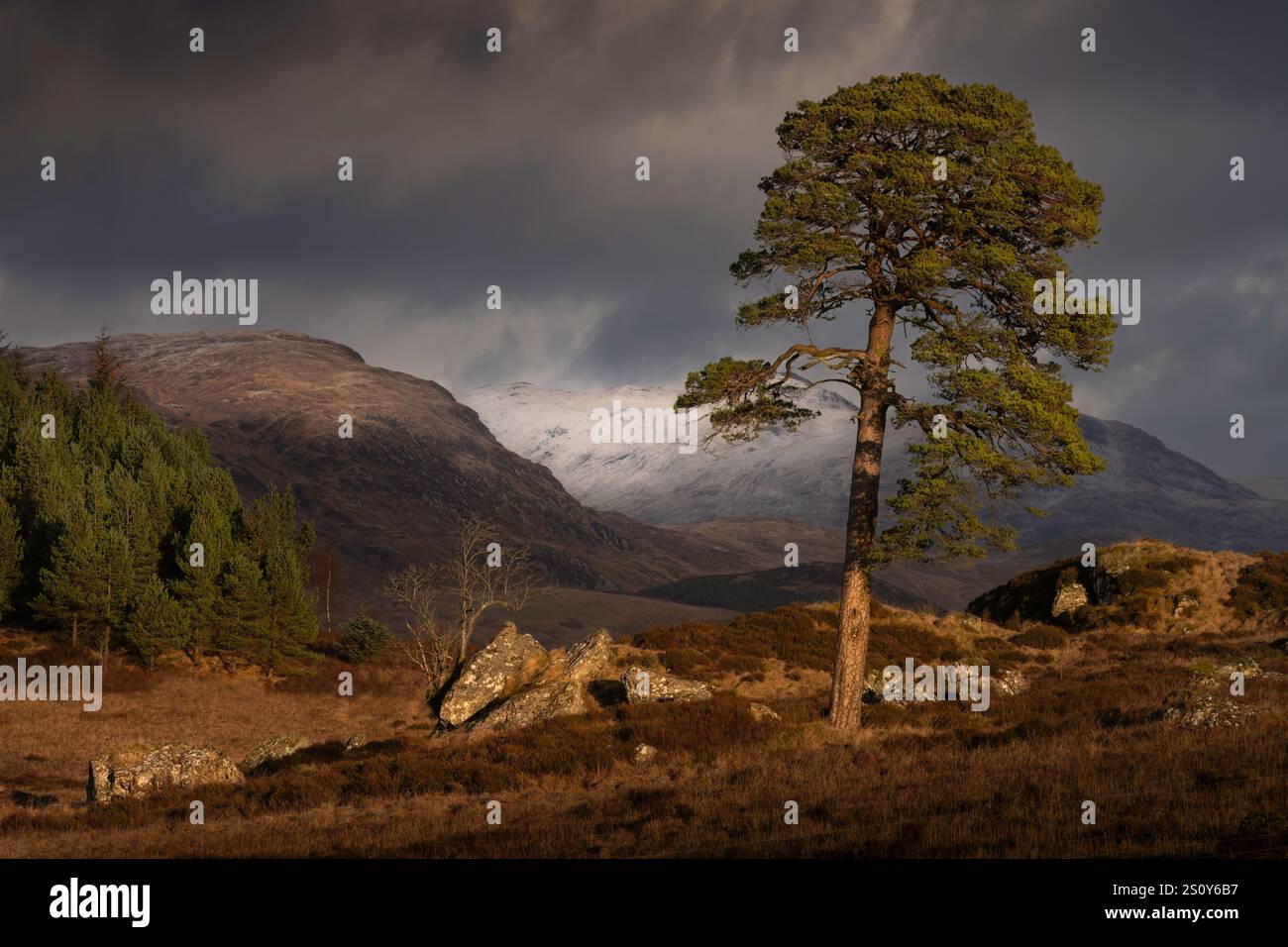 Scottish pine tree in the highlands of Scotland with snow capped hills ...