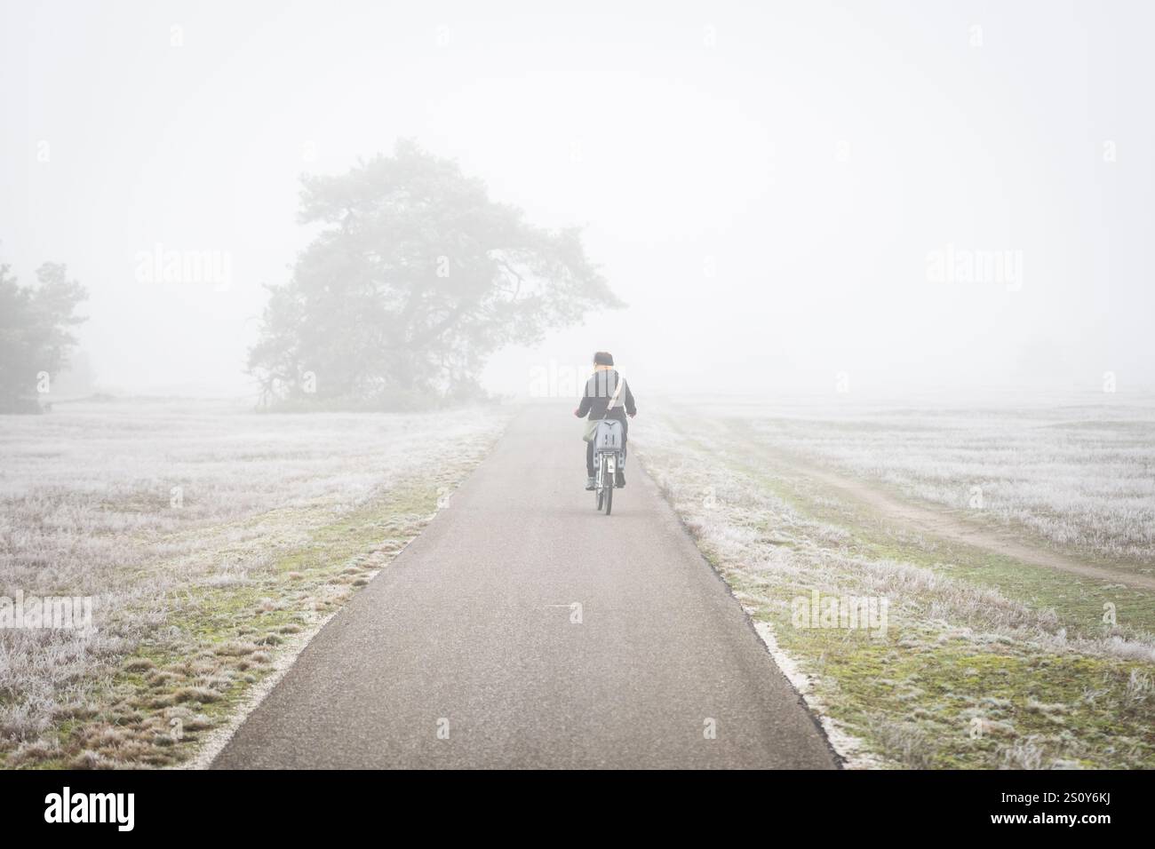 Cold misty day in the Netherlands. Lady cycles on Dutch cyclepath in ...