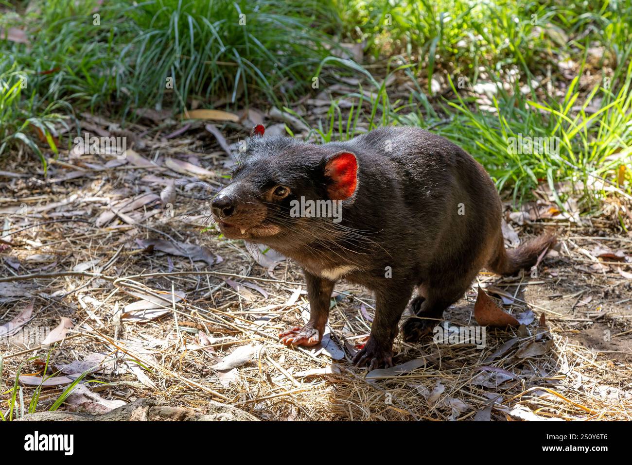 Tasmanian Devil, Sarcophilus harrisii, the largest carnivorous ...