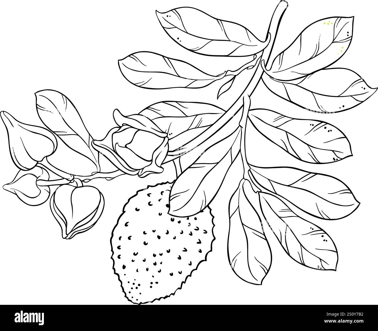 Soursop Branch Isolated Outline Illustration Stock Vector Image & Art ...
