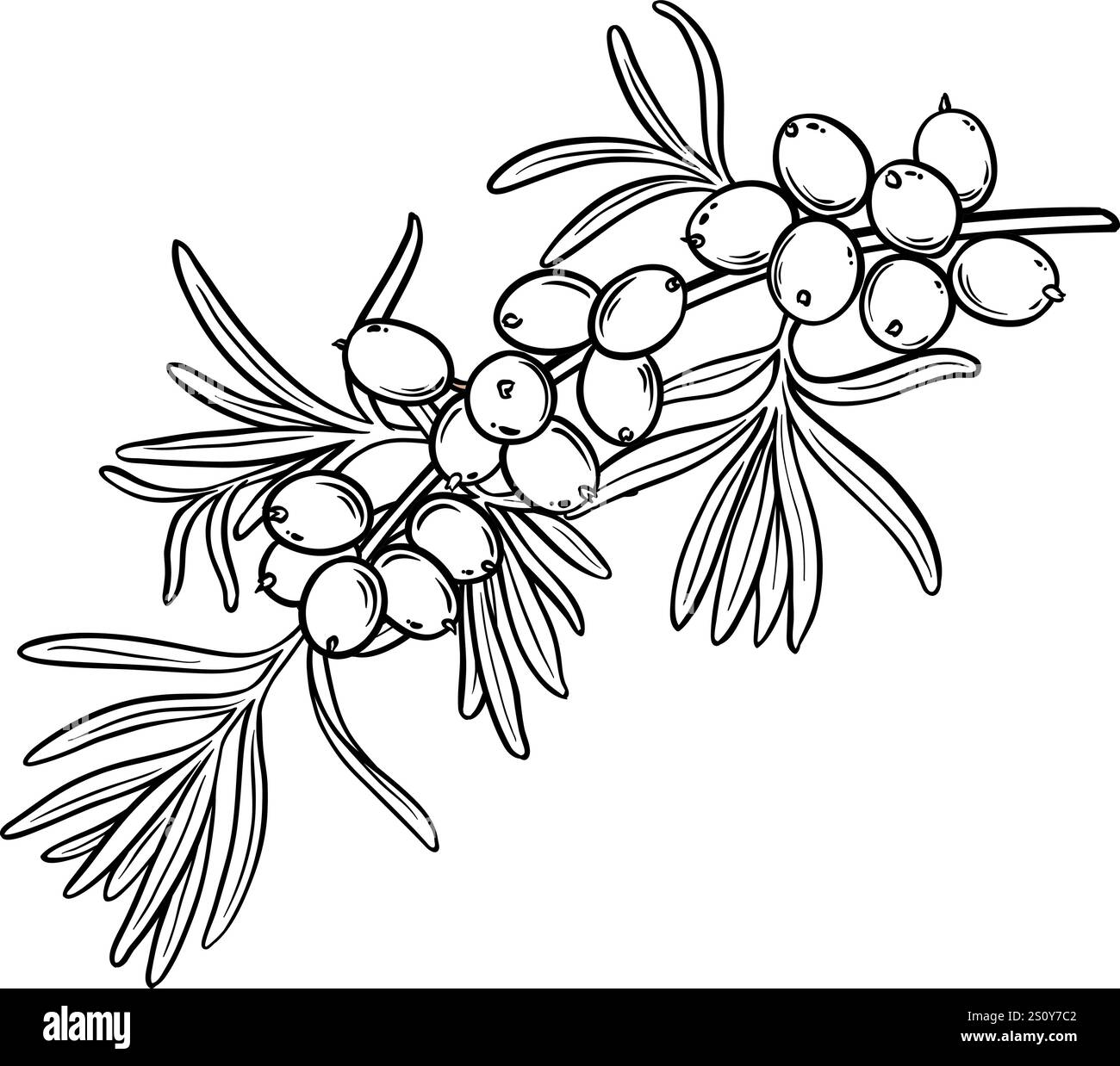 Vector berries sea buckthorn Cut Out Stock Images & Pictures - Alamy