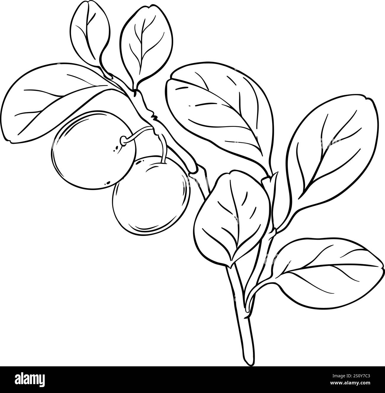 Ximenia Branch Isolated Outline Illustration Stock Vector Image & Art ...