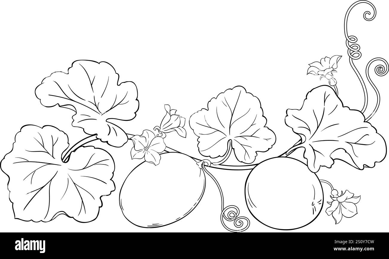 Melon Plant with Fruits Outline Illustration Stock Vector Image & Art ...