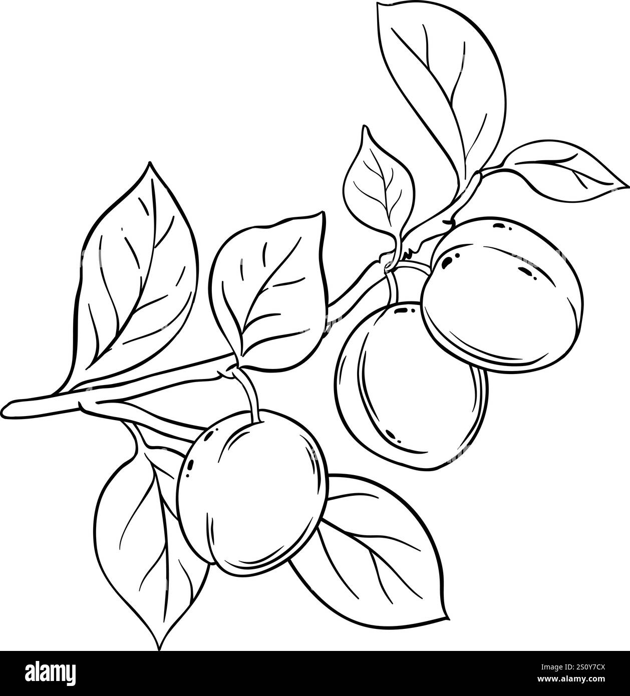Plum Branch with Fruits Outline Illustration Stock Vector Image & Art ...