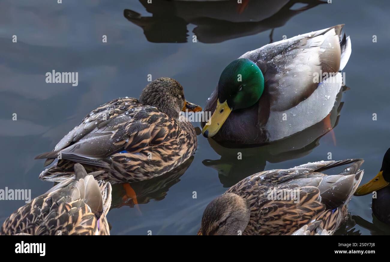 Wintering male mallard anas hi-res stock photography and images - Alamy