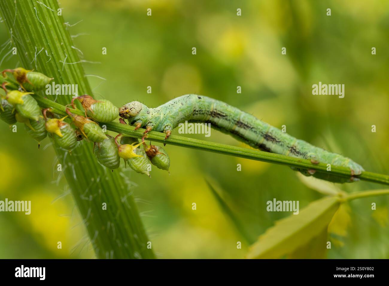Giant Looper moth caterpillar - Ascotis selenaria, beautiful green ...