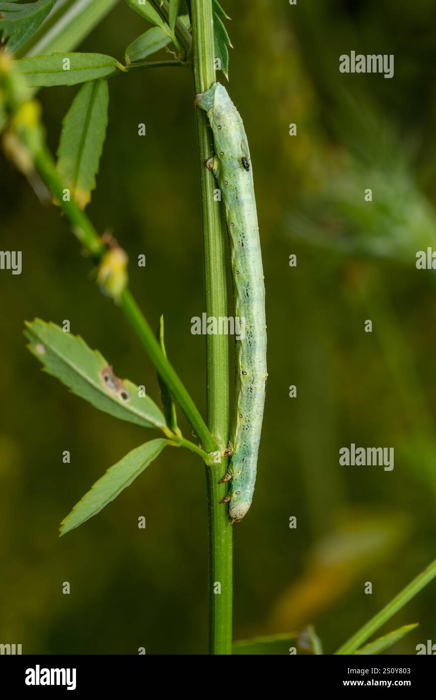 Giant Looper moth caterpillar - Ascotis selenaria, beautiful green ...