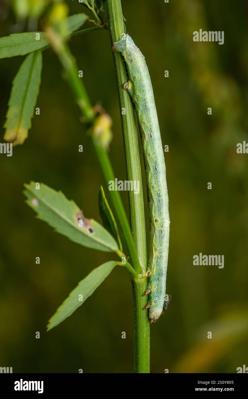 Giant Looper moth caterpillar - Ascotis selenaria, beautiful green ...