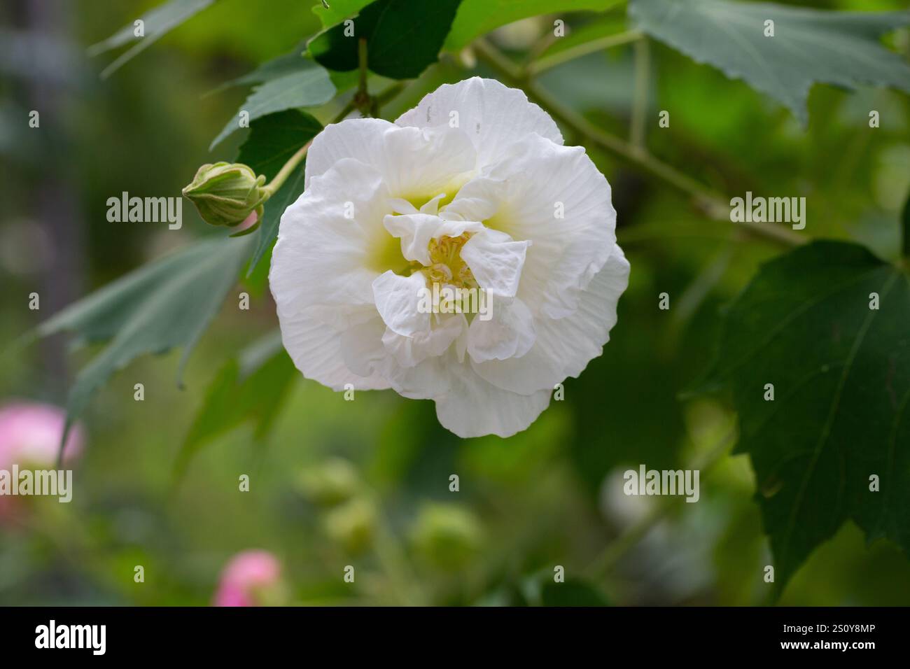 bright large white flowers of Hibiscus mutabilis, in the garden, also ...