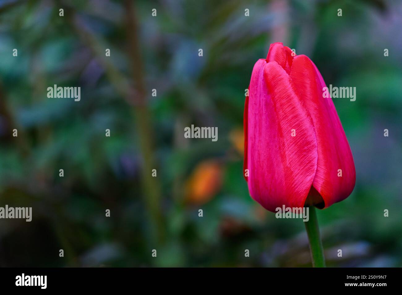 A single pink tulip stands tall amidst a background of rich greenery ...