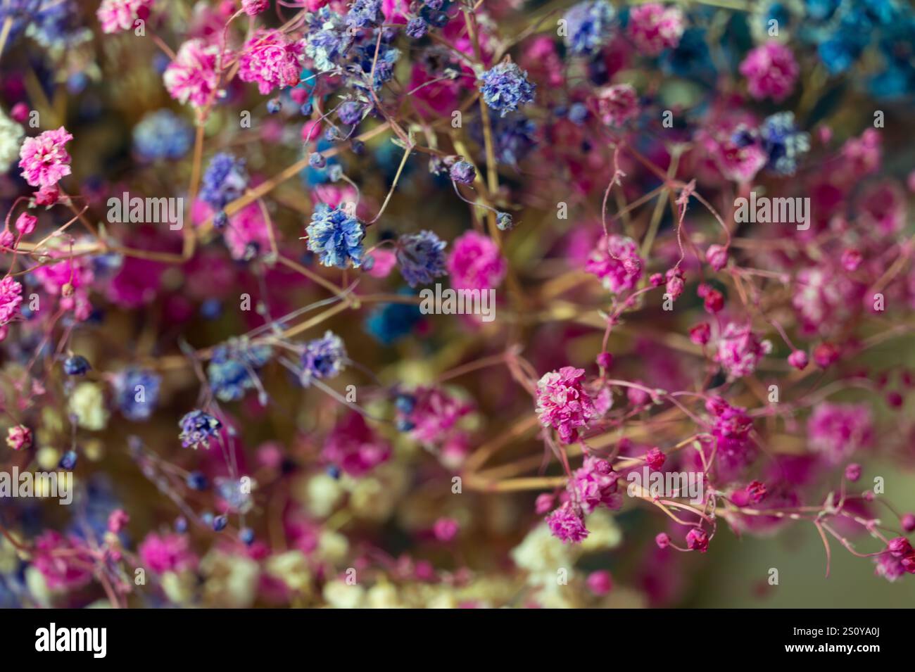Vibrant collection dried flowers hi-res stock photography and images ...