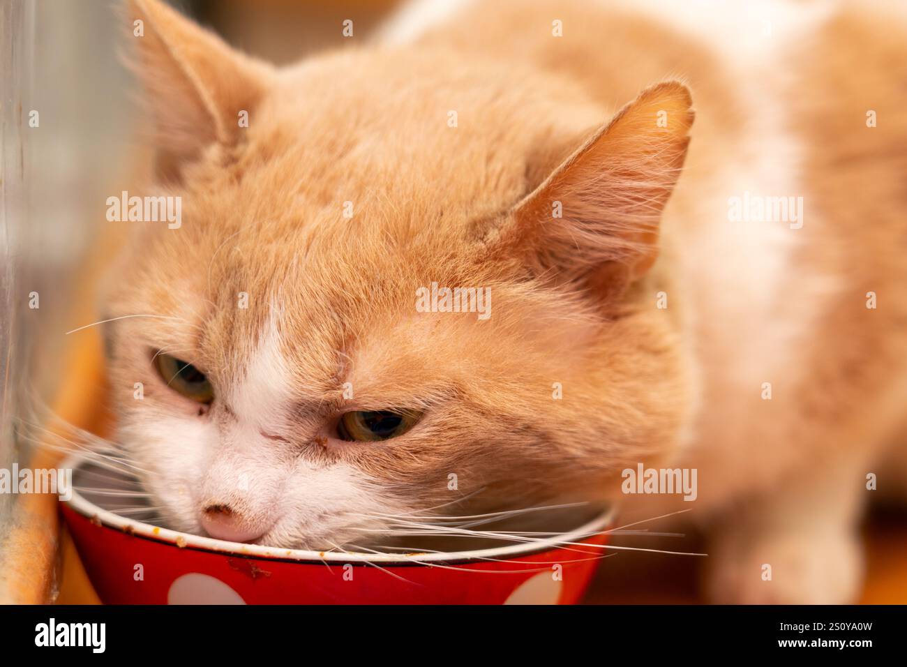 A ginger cat leans over a dotted water bowl, lapping up water. The warm ...
