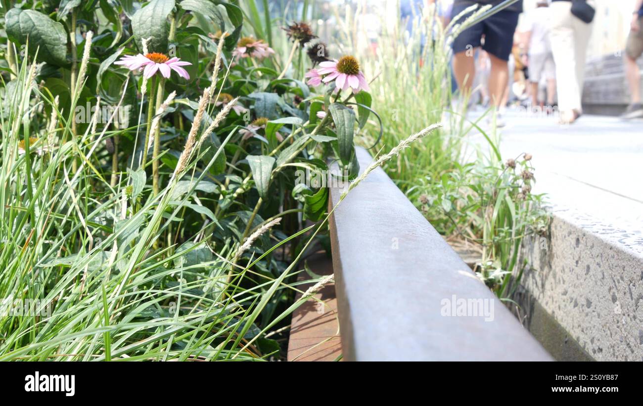 New York City High Line elevated greenway, Manhattan Midtown, USA ...