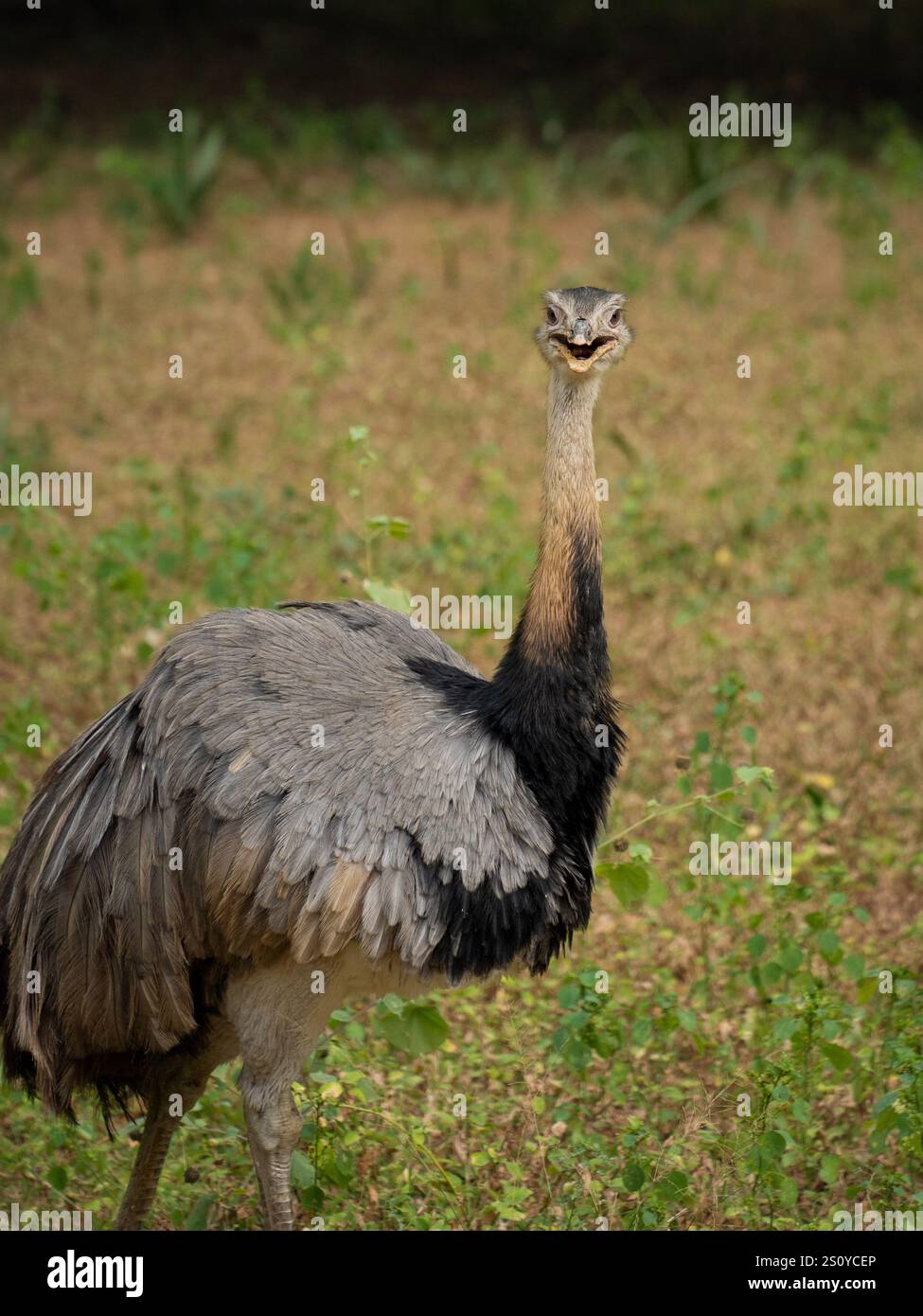 A picture of Emu a majestic flightless bird in its natural grassland ...