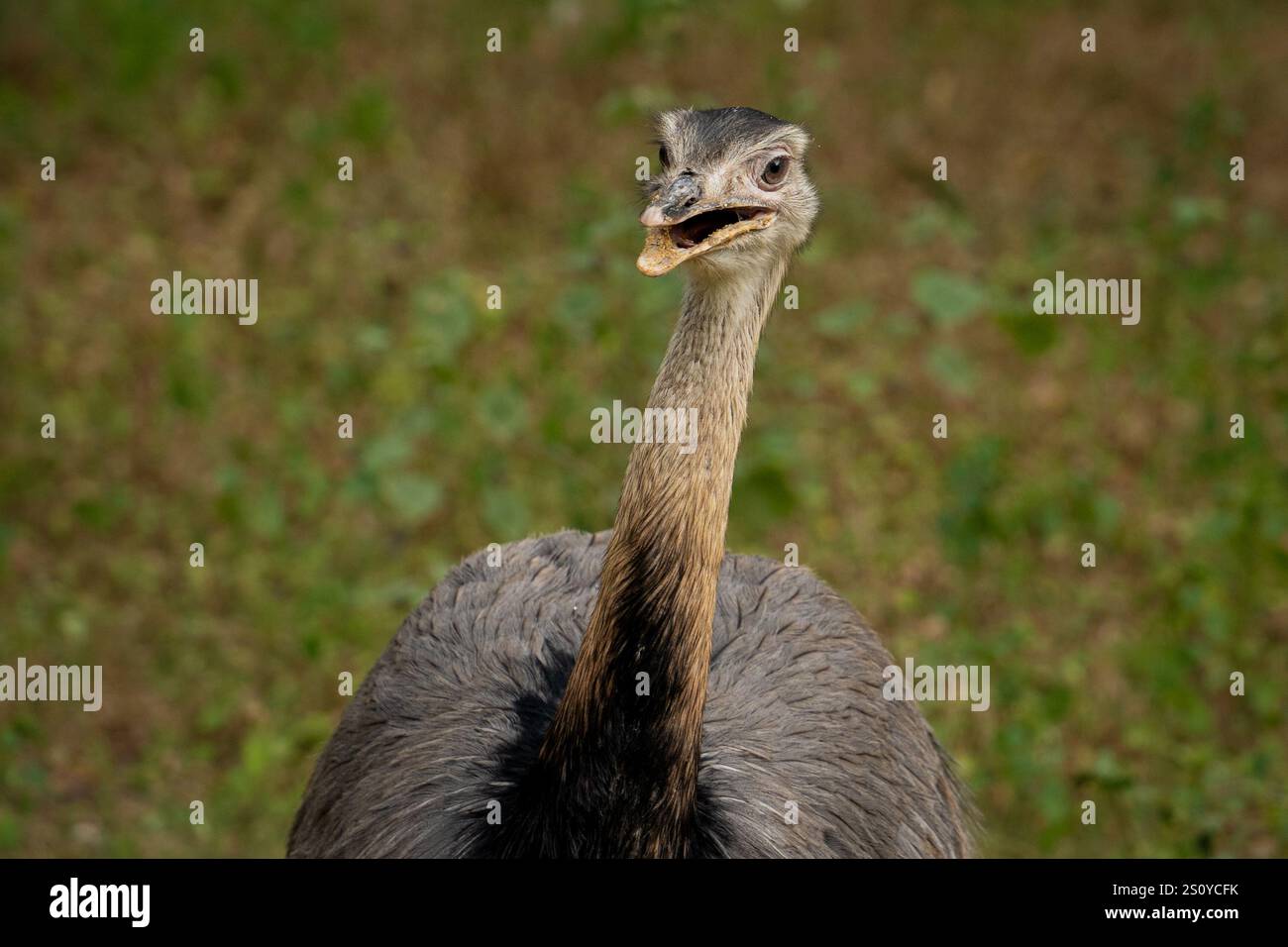 A picture of Emu a majestic flightless bird in its natural grassland ...