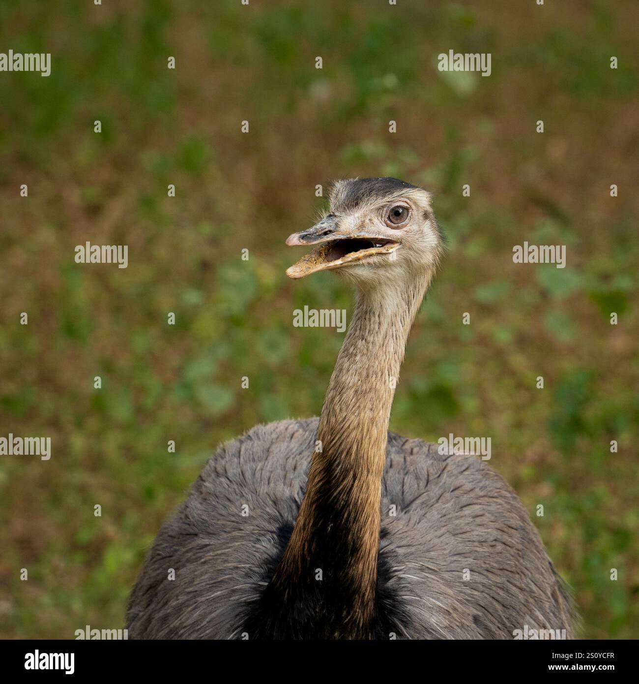 A picture of Emu a majestic flightless bird in its natural grassland ...