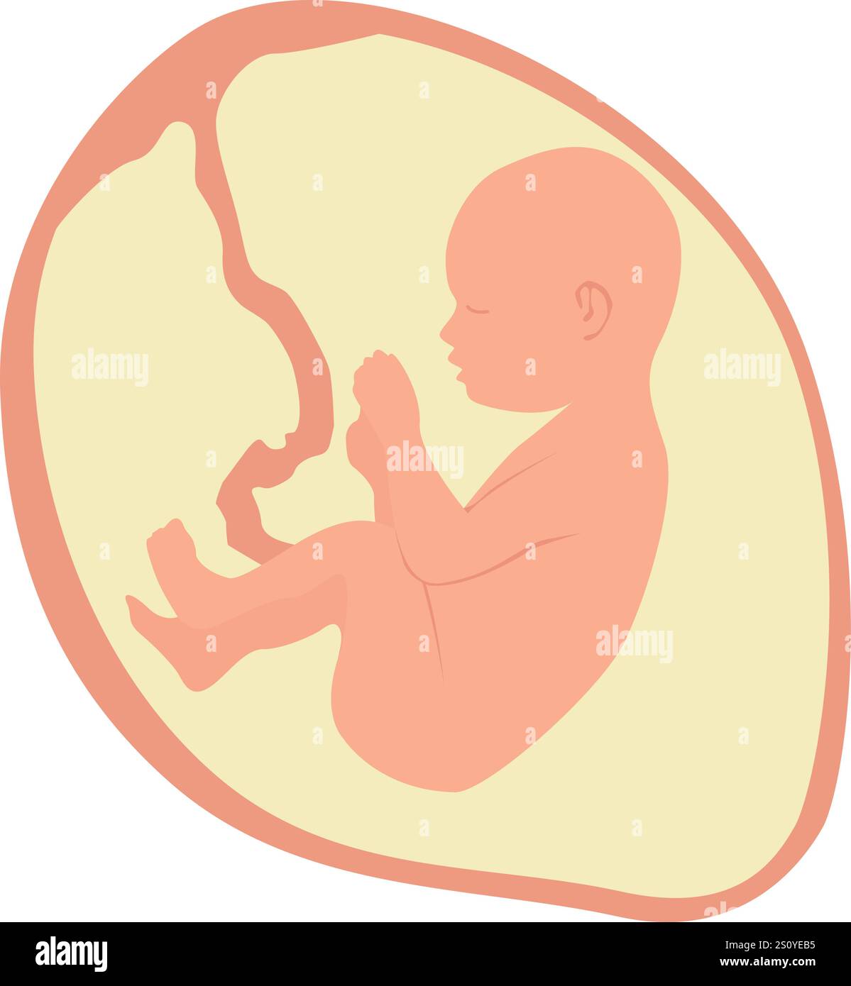 A baby in the womb is in the fetal position with its head up. Vector ...