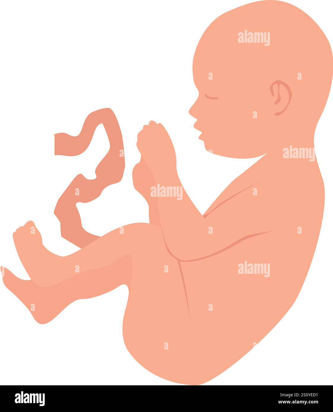 A baby in the state of an embryo with an umbilical cord. Vector ...