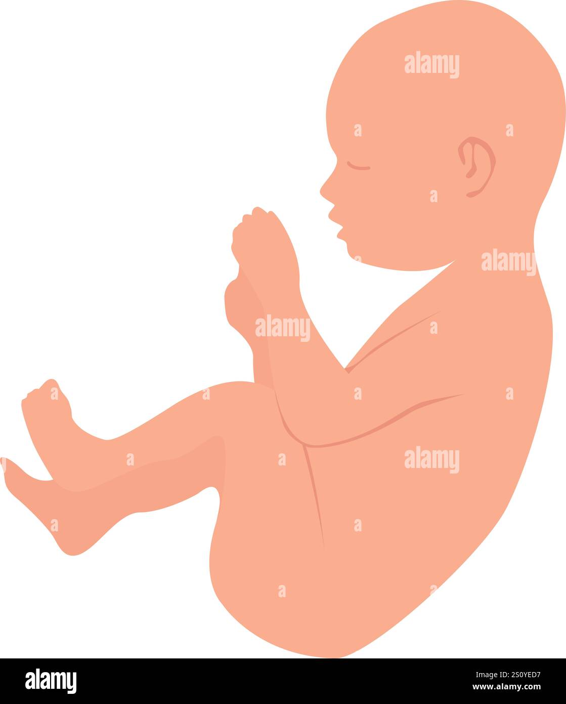 Baby in embryo position. Vector illustration with transparent ...