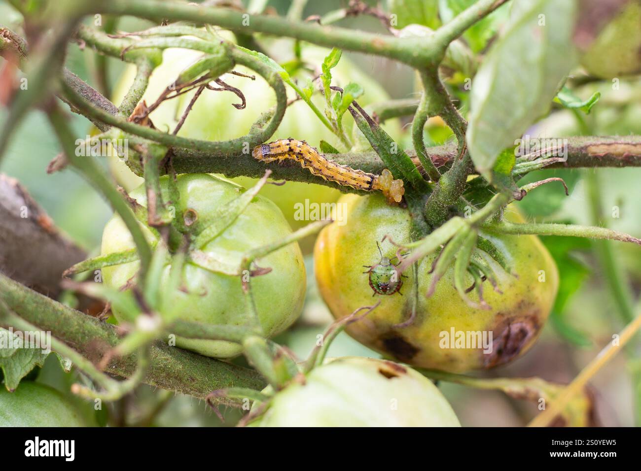 A bush with a spoiled growing tomato on which pests, a caterpillar and ...