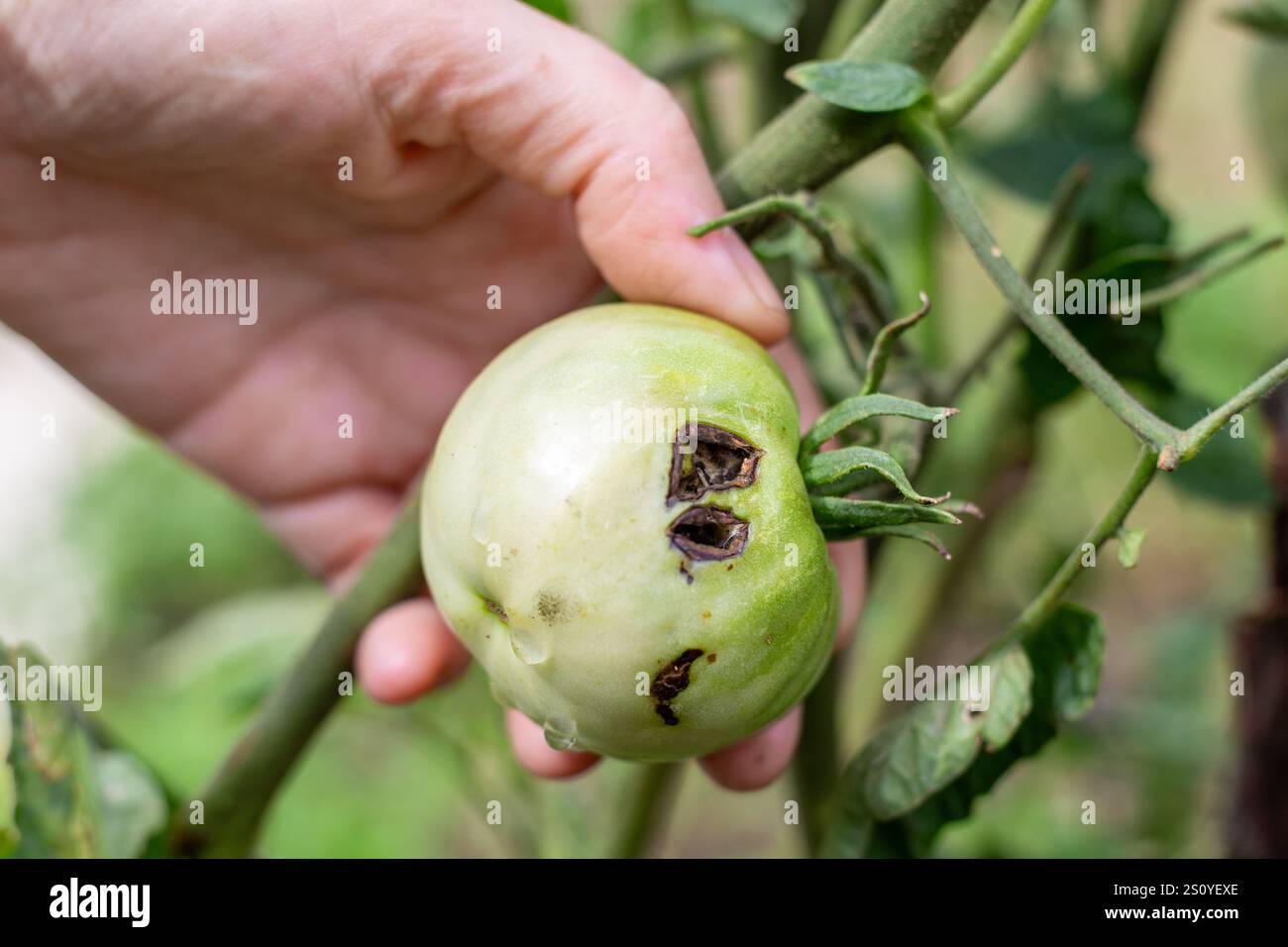 A gardener examines a bush with a green tomato damaged by pests. Pest ...
