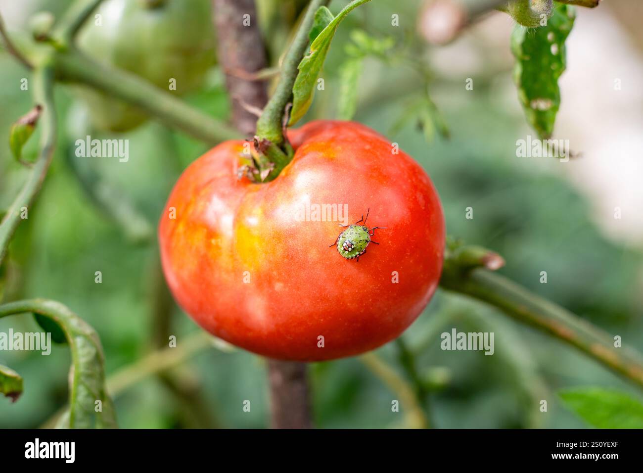 A green shield bug, a vegetable pest, is crawling on a red ripening ...