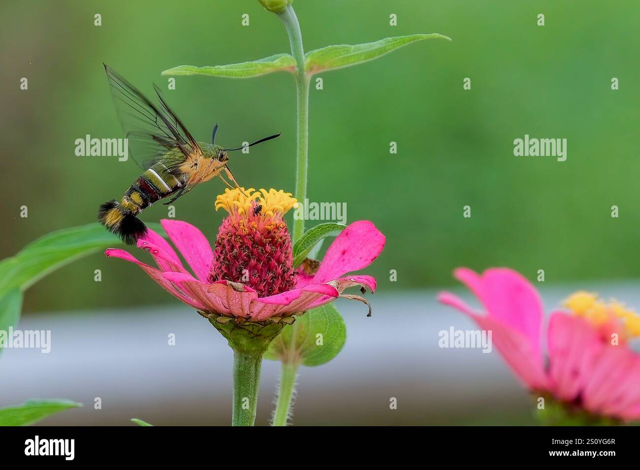 Hummingbird hawk moth behavior hi-res stock photography and images - Alamy