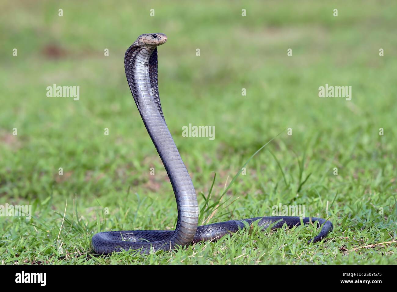 Spitting green hi-res stock photography and images - Alamy