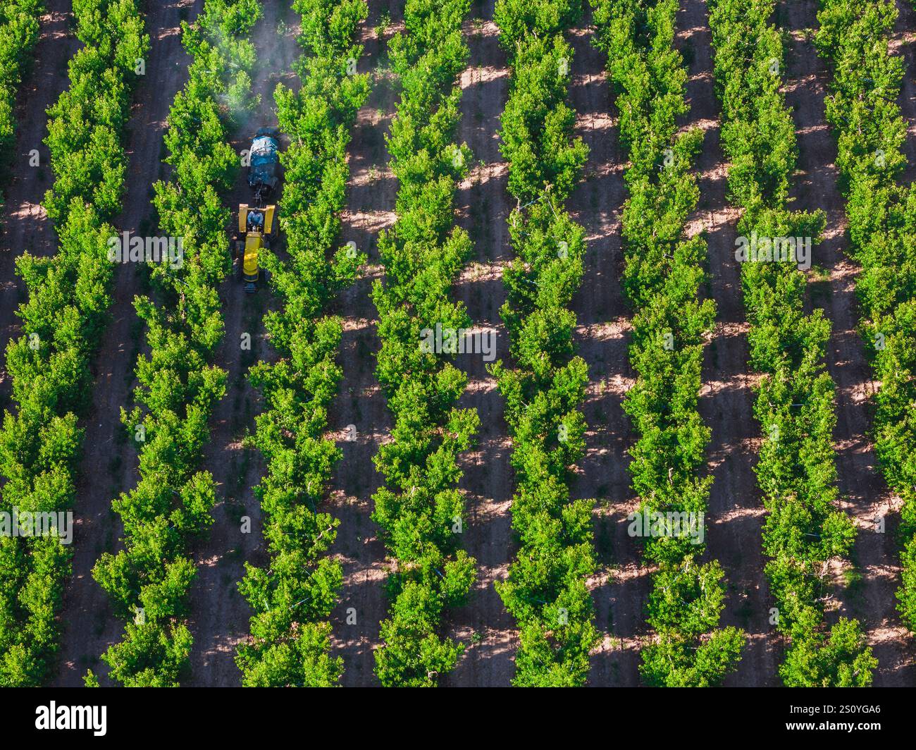 Harvesting on plantations worker hi-res stock photography and images - Alamy