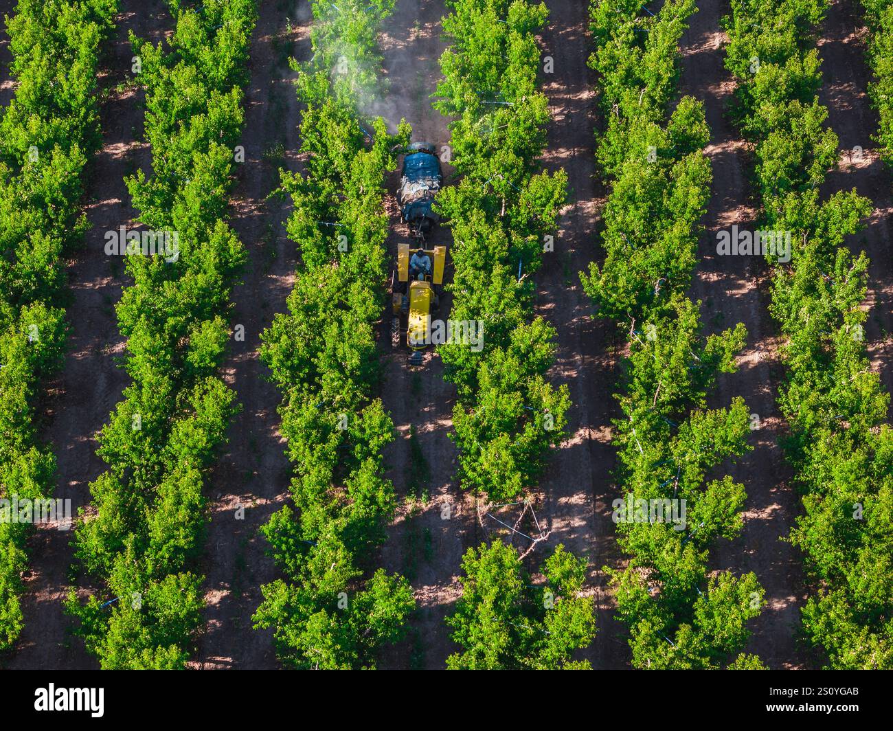 Commercial tree plantations hi-res stock photography and images - Alamy