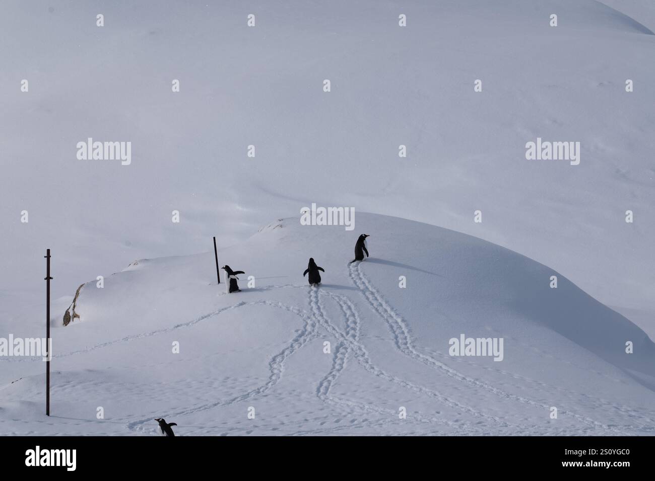 Group of gentoo penguins walking in the row. Track on the snow Stock ...