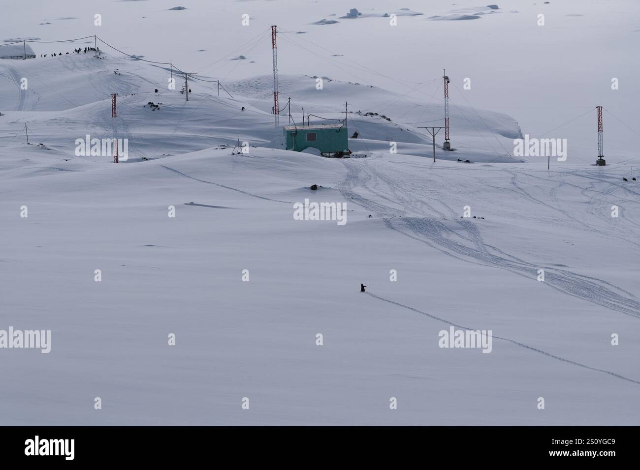 Penguin tracks on the snow. Gentoo penguins in Antarctica. Wildlife ...