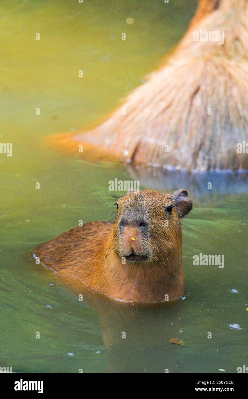 The capybara or greater capybara Stock Photo - Alamy
