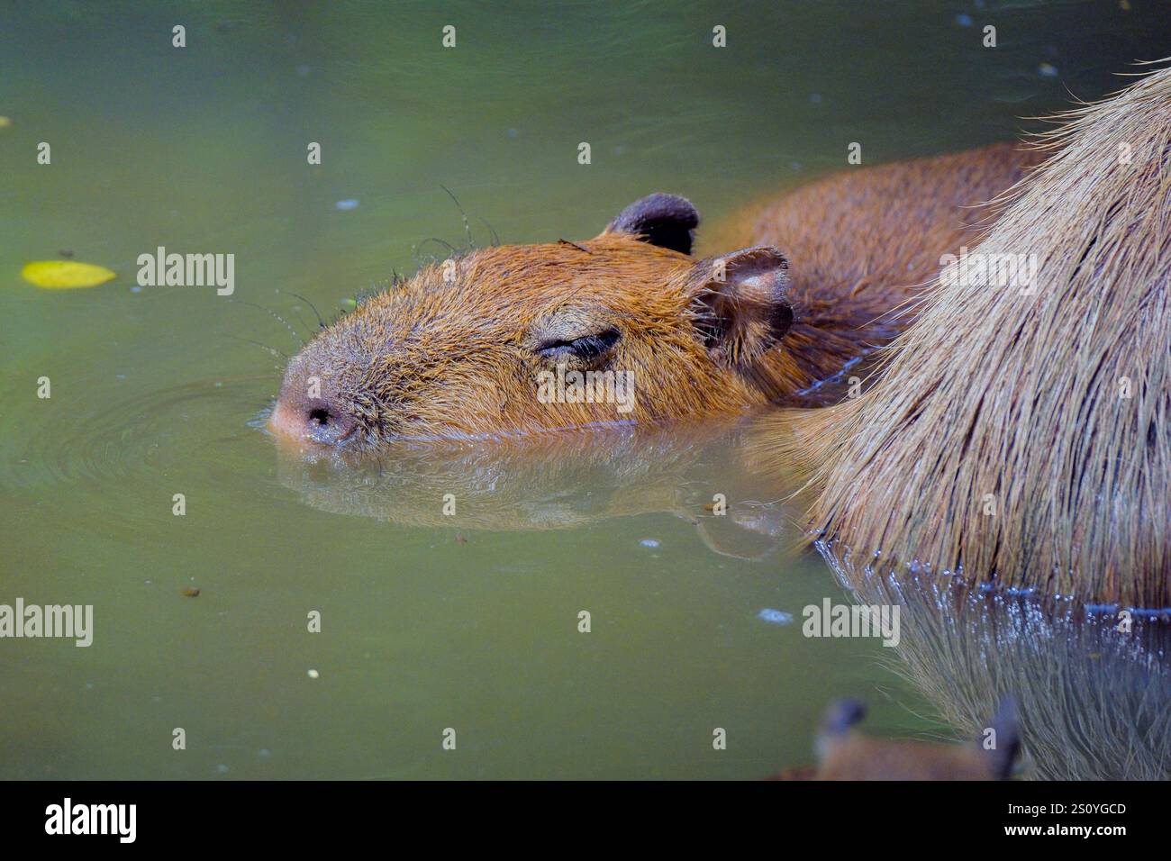 The capybara or greater capybara Stock Photo - Alamy