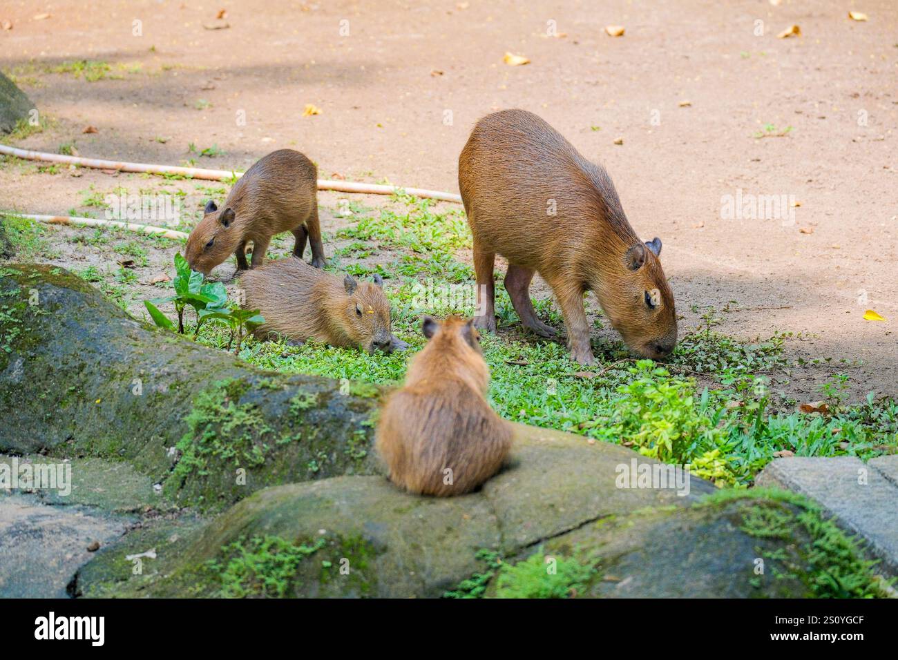 The capybara or greater capybara Stock Photo - Alamy