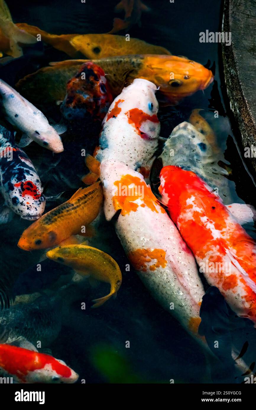 Kolam koi hi-res stock photography and images - Alamy
